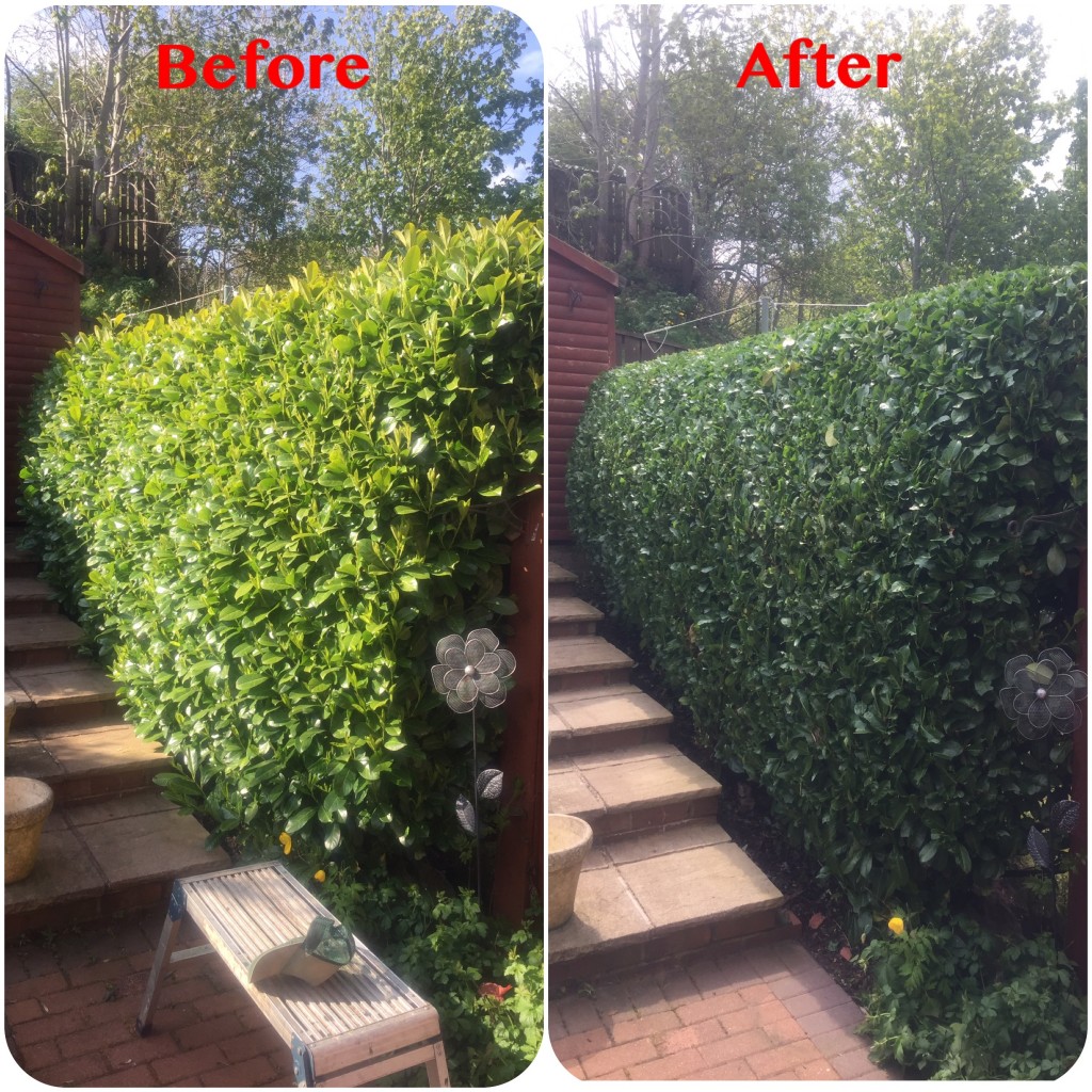 Hedges, All For Hedges | Mr & Mrs Gardens Limited
